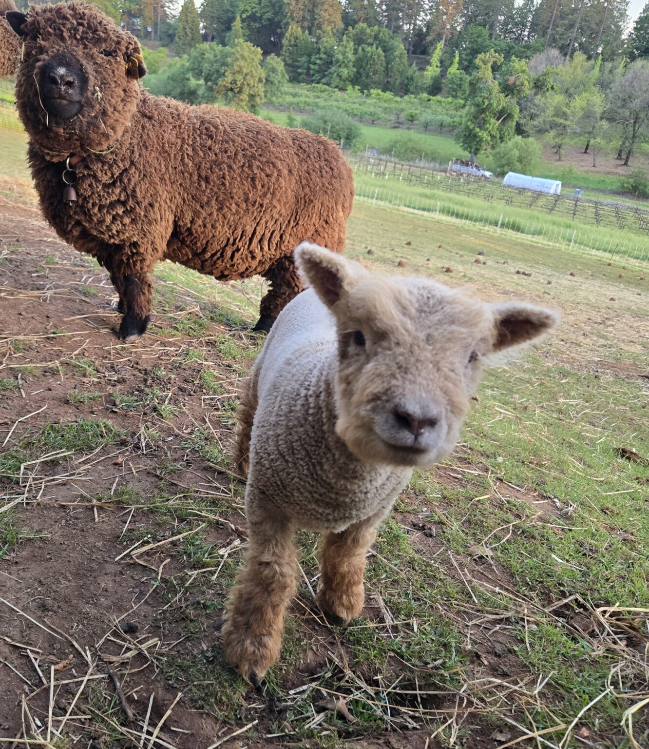 Babydoll Sheep – Smokey Ridge Ranch