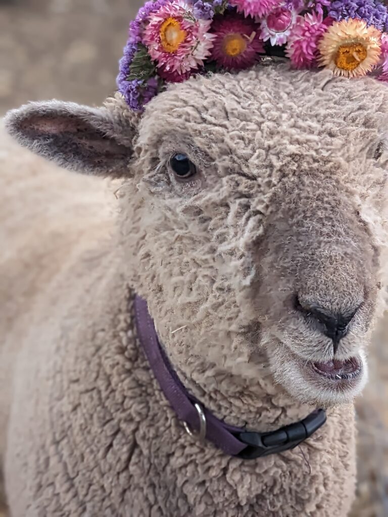 Babydoll Sheep – Smokey Ridge Ranch